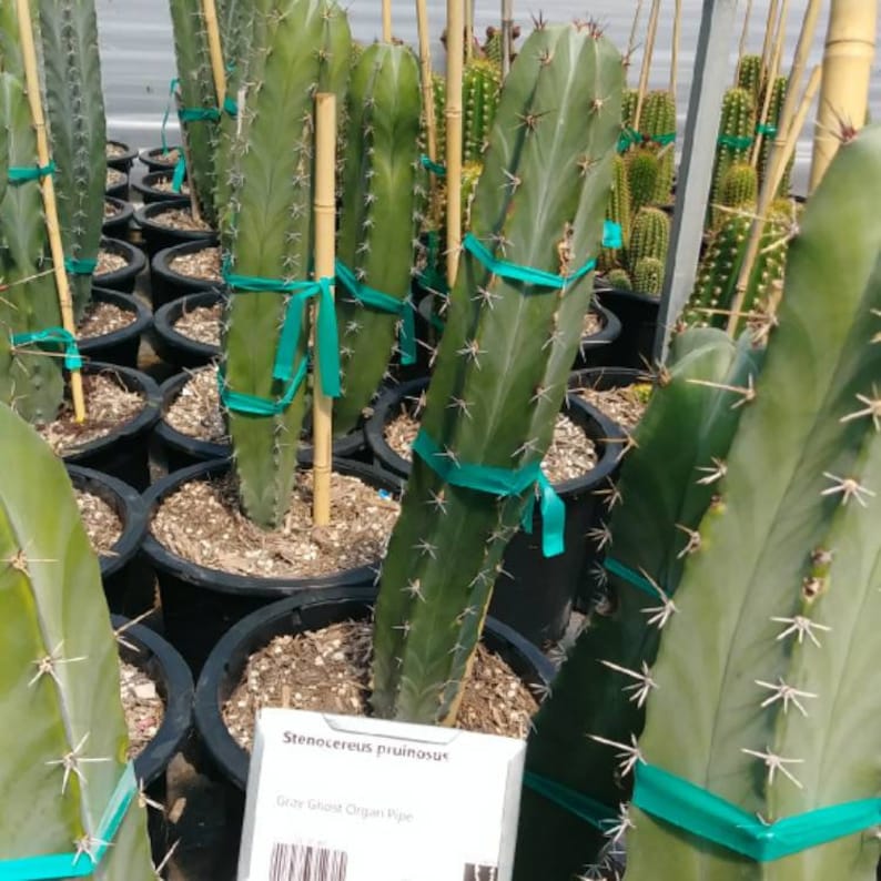 Stenocereus Pruinosus Gray Ghost Organ Pipe Cactus | Etsy
