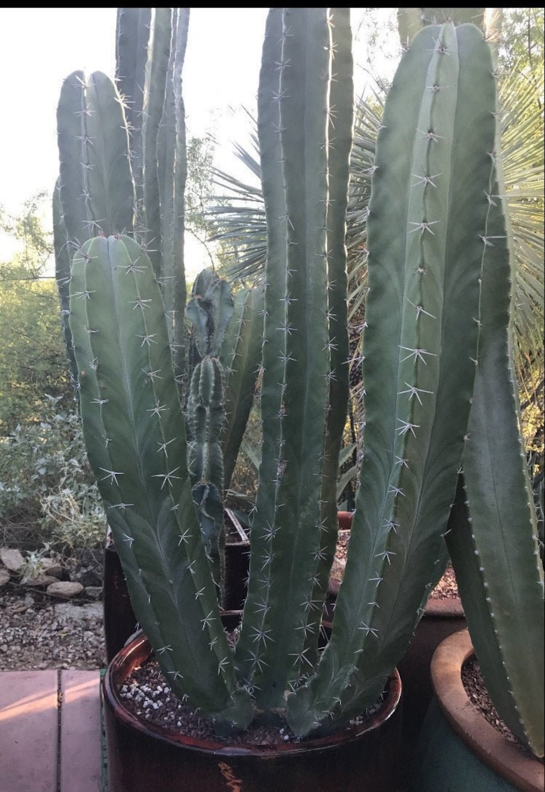 Stenocereus Pruinosus, Gray Ghost Organ Pipe, Cactus, Succulent, Live ...