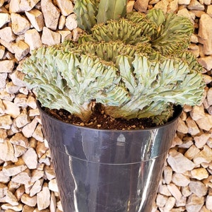 Dinosaur Back (myrtillocactus Geometrizans F. Cristata), Crested Cactus ...