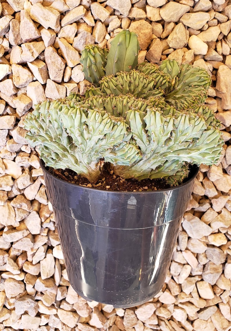 Dinosaur Back Myrtillocactus Geometrizans F. Cristata - Etsy
