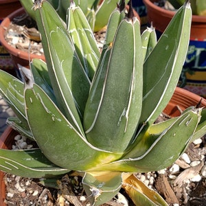 Ferdinand Agave, King of the Agave, Nickelsiae, Agave, Cactus ...
