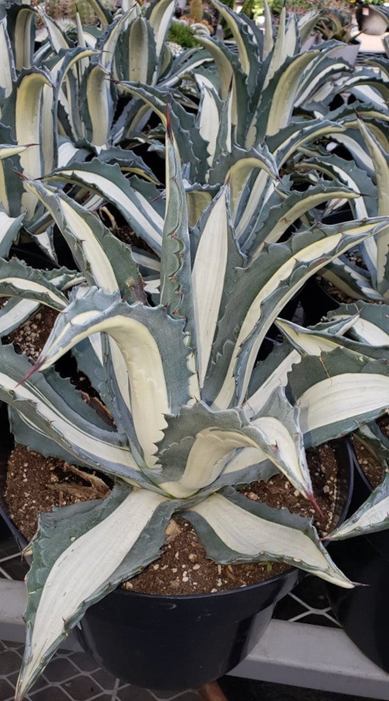 Rare White Stripe Agave Americana Mediopicta 'alba' - Live Succulent - Etsy