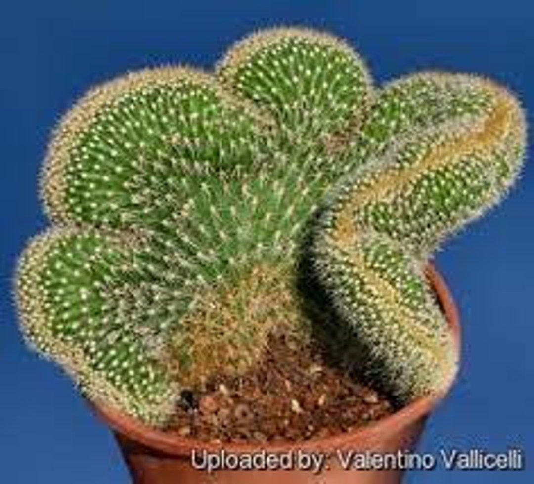 Bolivicereus Cactus Crest, Cactus, Crested, Succulent, Live Plant - Etsy