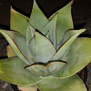 Aloe Striata, Ghost Aloe, Aloe, Cactus, Succulent, Live Plant - Etsy