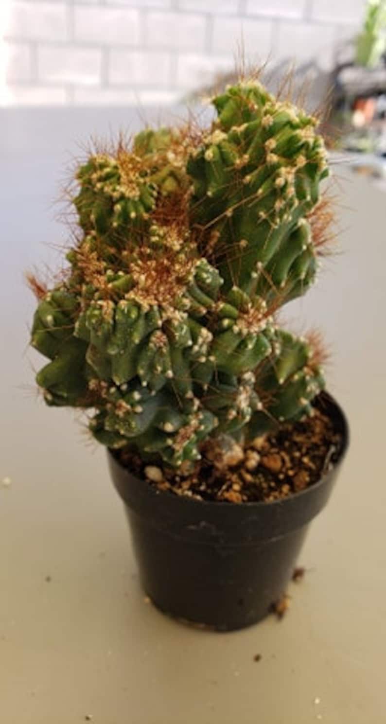 Cereus Peruvianus Monstrose Moon Blooming Cactus Flower | Etsy