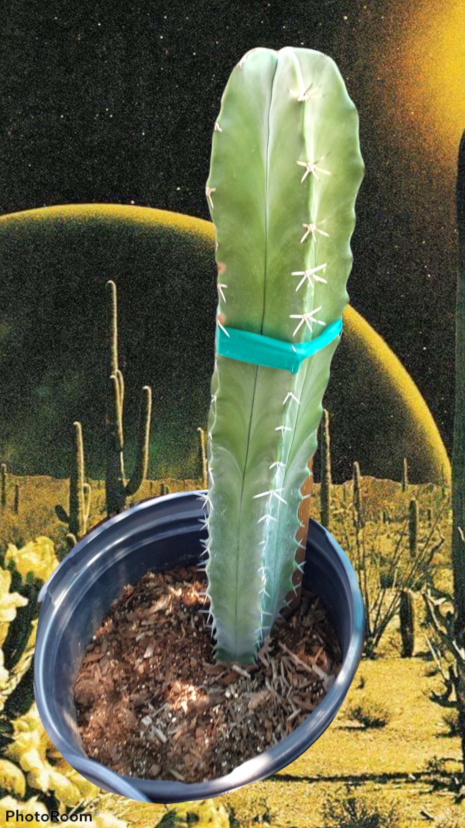 Stenocereus Pruinosus, Gray Ghost Organ Pipe, Cactus, Succulent, Live ...