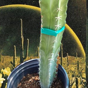 Stenocereus Pruinosus, Gray Ghost Organ Pipe, Cactus, Succulent, Live ...