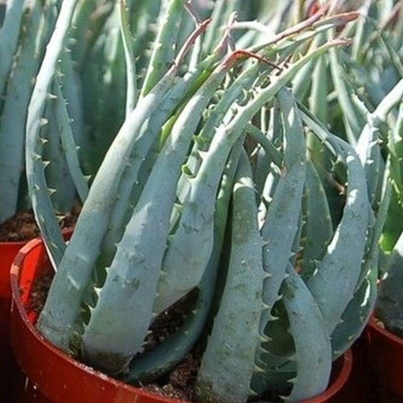 Blue Elf Aloe Aloe Cactus Succulent Live Plant | Etsy