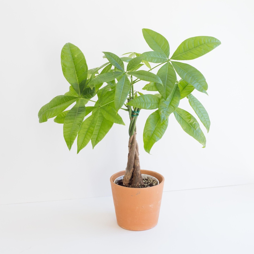 Pachira, Pachira Aquatica, Money Tree, Live Plant - Etsy