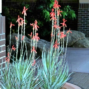 Blue Elf Aloe, Aloe, Cactus, Succulent, Live Plant - Etsy