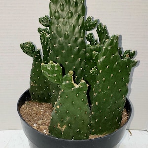 Road Kill Cactus, Opuntia Rubescens, Consolea Rubescens, Live Plant ...