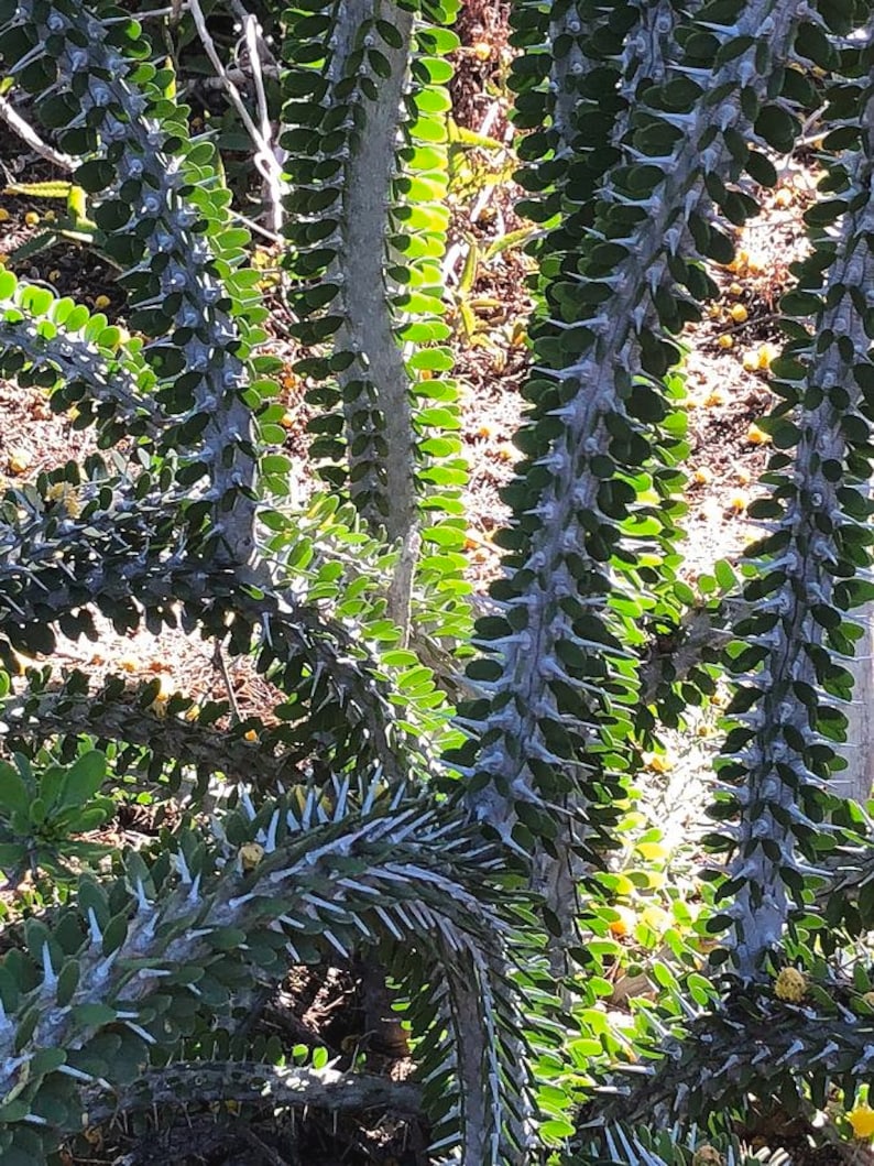 Alluaudia Procera Madagascar Ocotillo African Ocotillo - Etsy