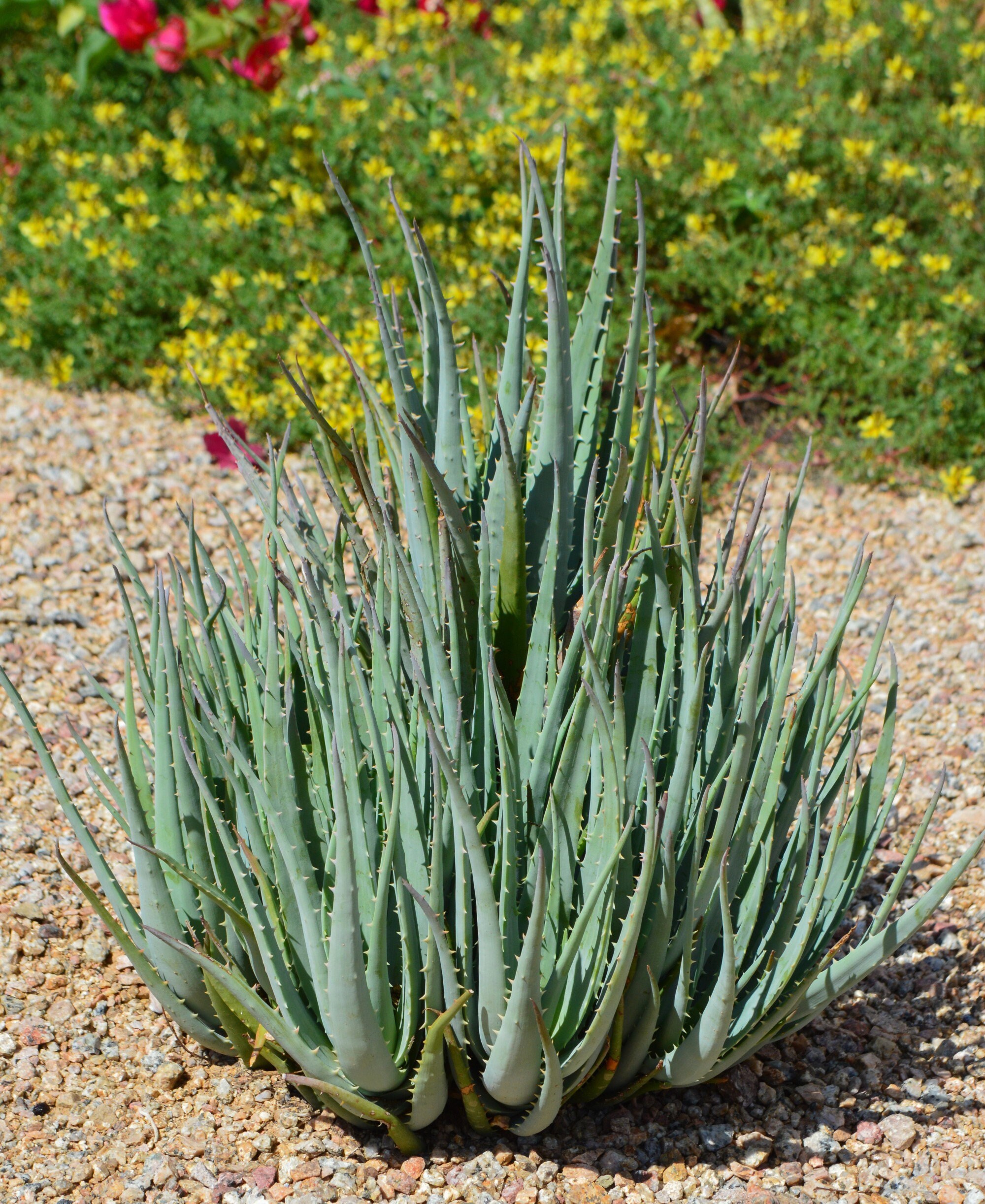 Blue Elf Aloe Aloe Cactus Succulent Live Plant | Etsy