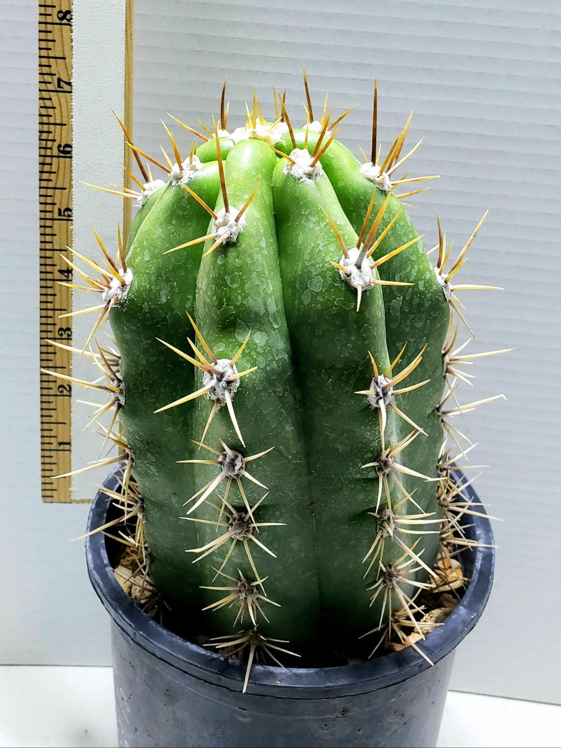 Argentine Giant Cactus Echinopsis Candicans Succulent - Etsy