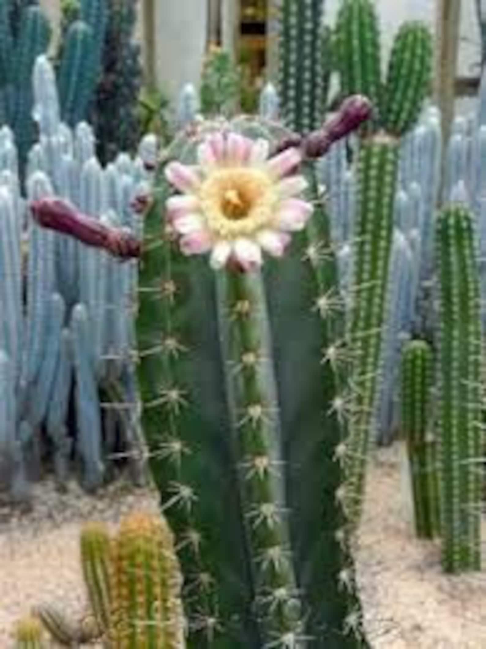 Stenocereus Pruinosus, Gray Ghost Organ Pipe, Cactus, Succulent, Live ...