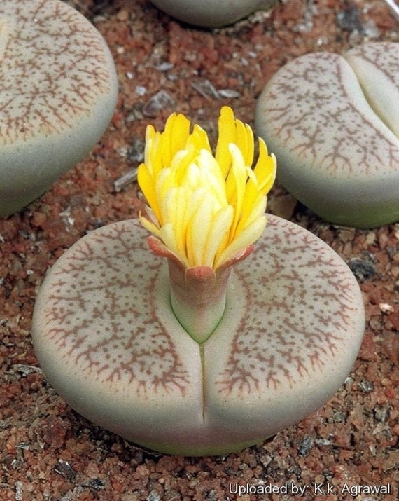 Lithops Succulent Cactus LIVE PLANT - Etsy