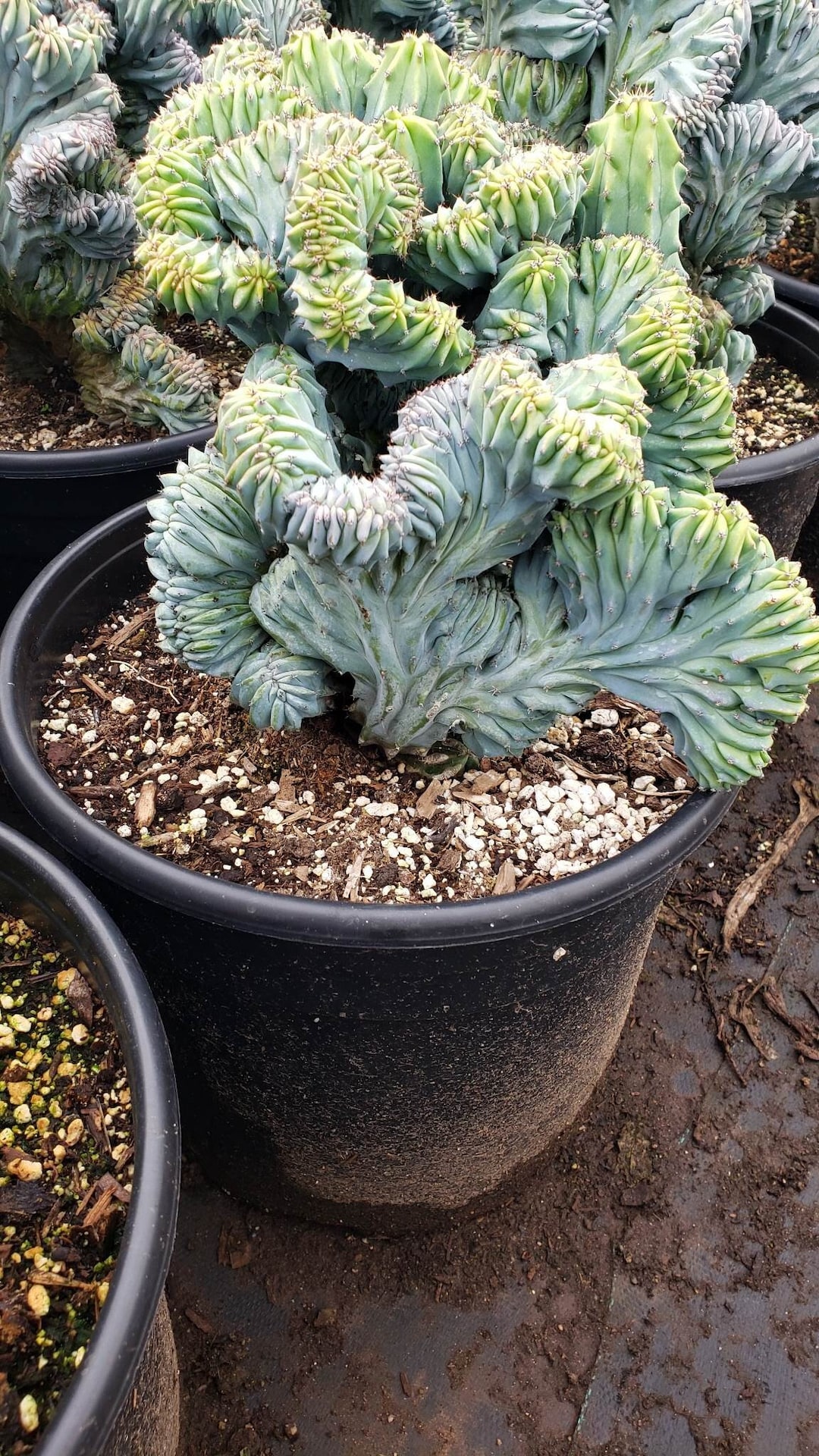 Dinosaur Back, Myrtillocactus Geometrizans F. Cristata, Cactus ...