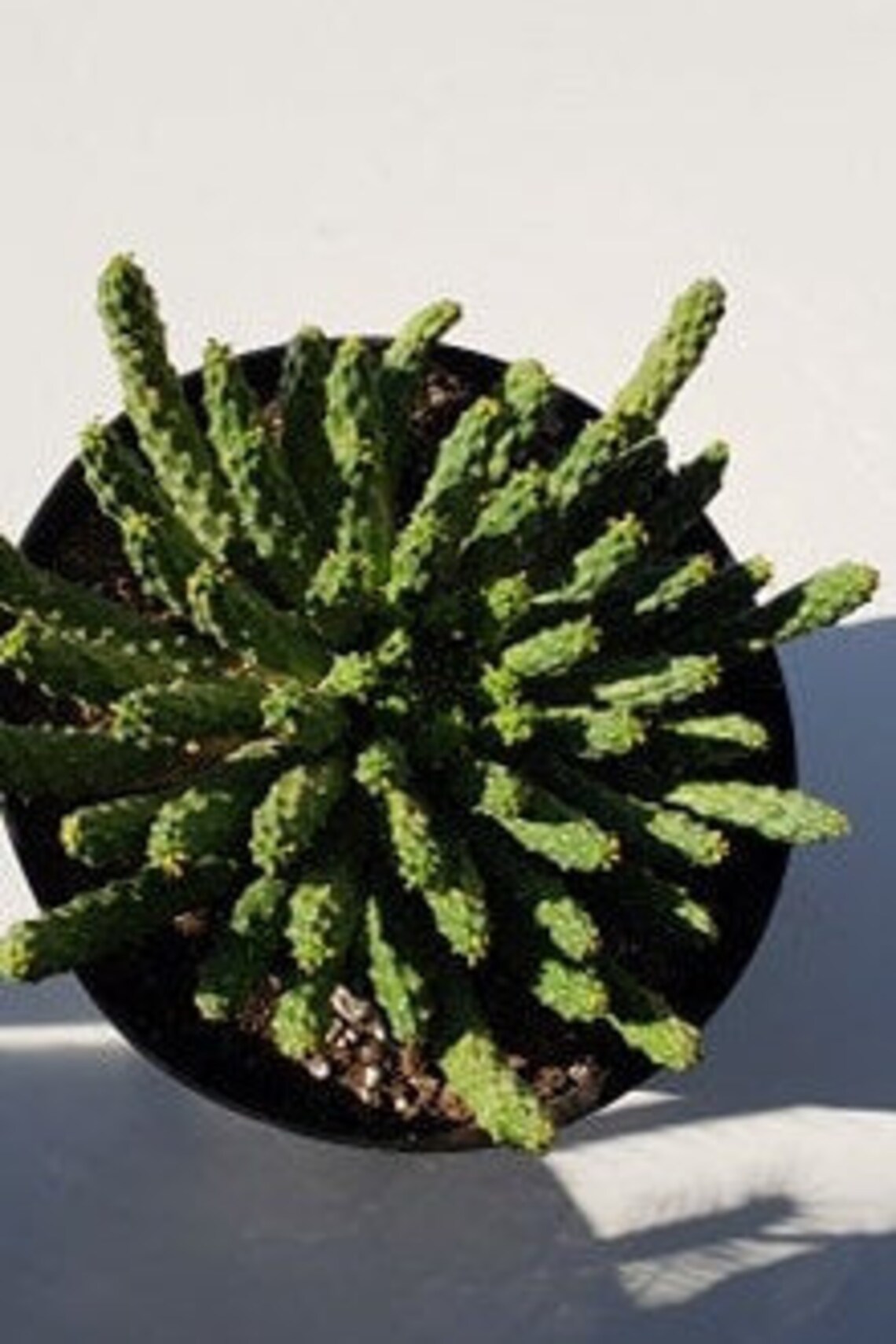Medusa's Head Cactus Flanaganii Muirii Caput-medusa - Etsy