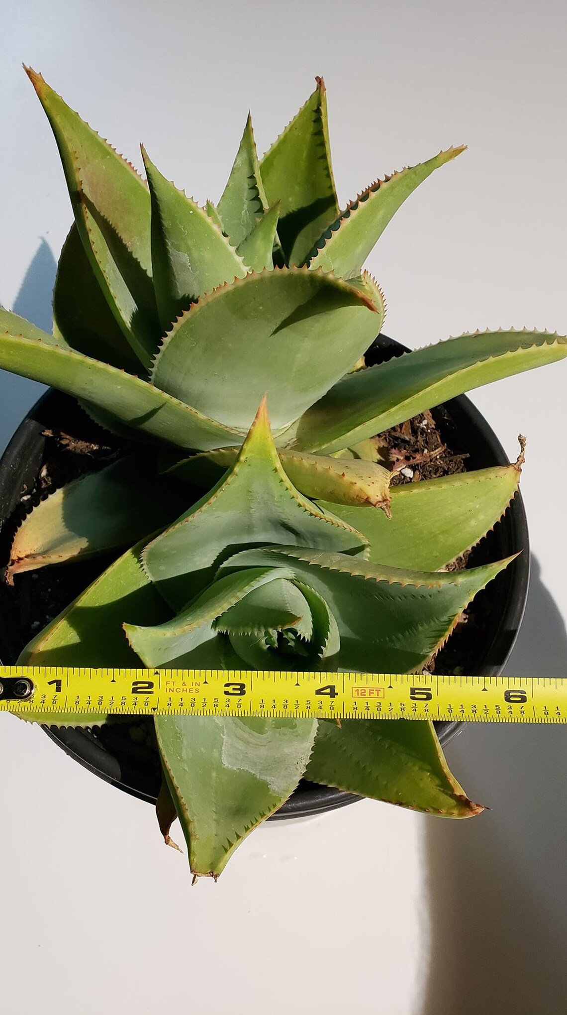 Aloe Striata Ghost Aloe Aloe cactus succulent live plant | Etsy