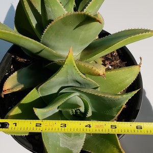 Aloe Striata, Ghost Aloe, Aloe, Cactus, Succulent, Live Plant - Etsy