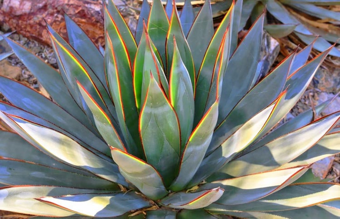 Blue Glow Agave A. Attenuata X A. Ocahui Agave Cactus - Etsy
