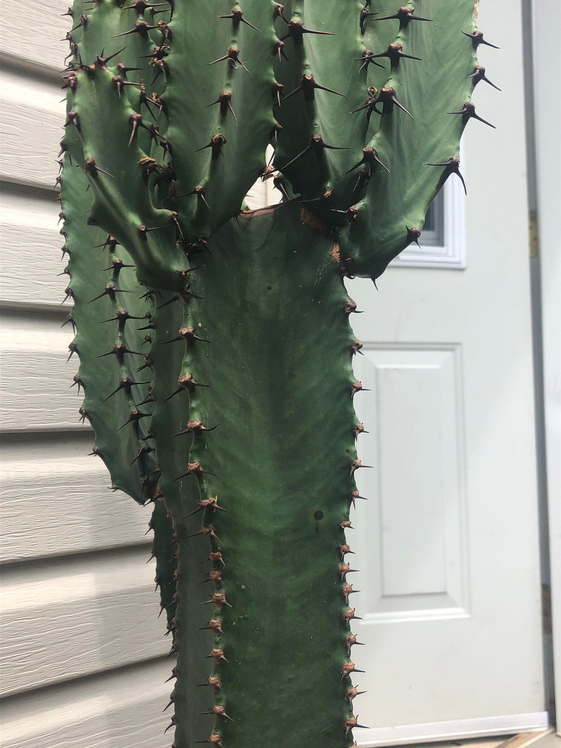 Candelabra Chocolate Drop Ingens Live Plant - Etsy