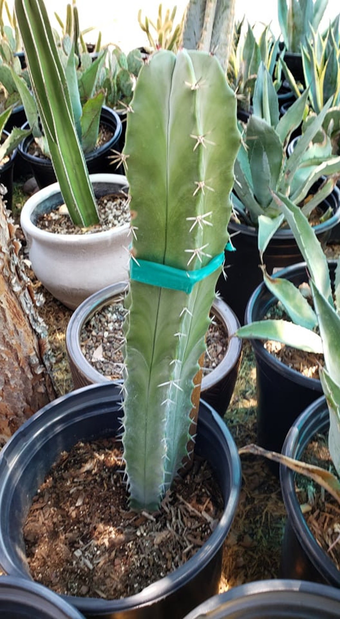 Stenocereus Pruinosus, Gray Ghost Organ Pipe, Cactus, Succulent, Live ...