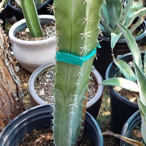 Stenocereus Pruinosus, Gray Ghost Organ Pipe, Cactus, Succulent, Live ...