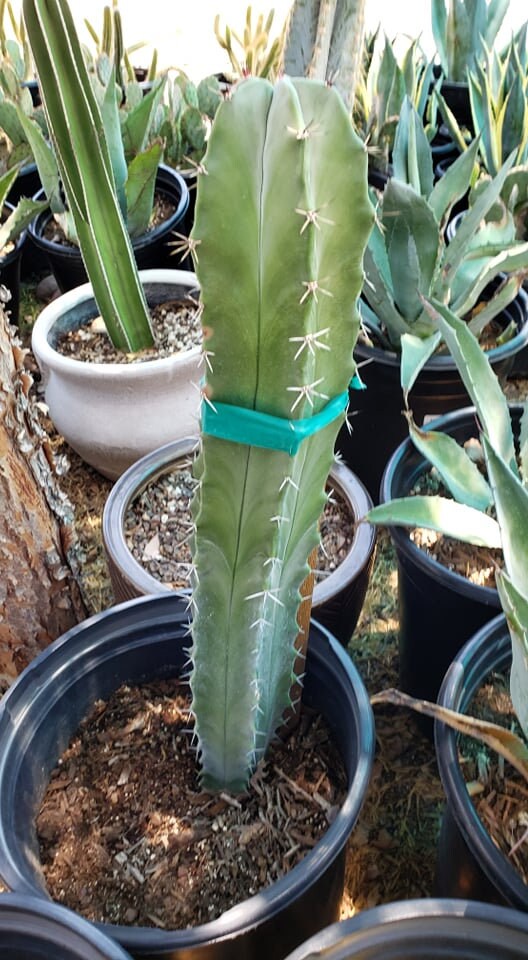 Stenocereus Pruinosus, Gray Ghost Organ Pipe, Cactus, Succulent, Live ...