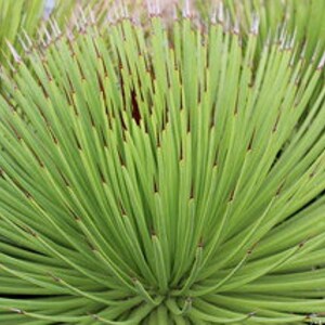 Dwarf Hedgehog Agave, Agave Stricta, Succulent, Cactus, Live Plant - Etsy