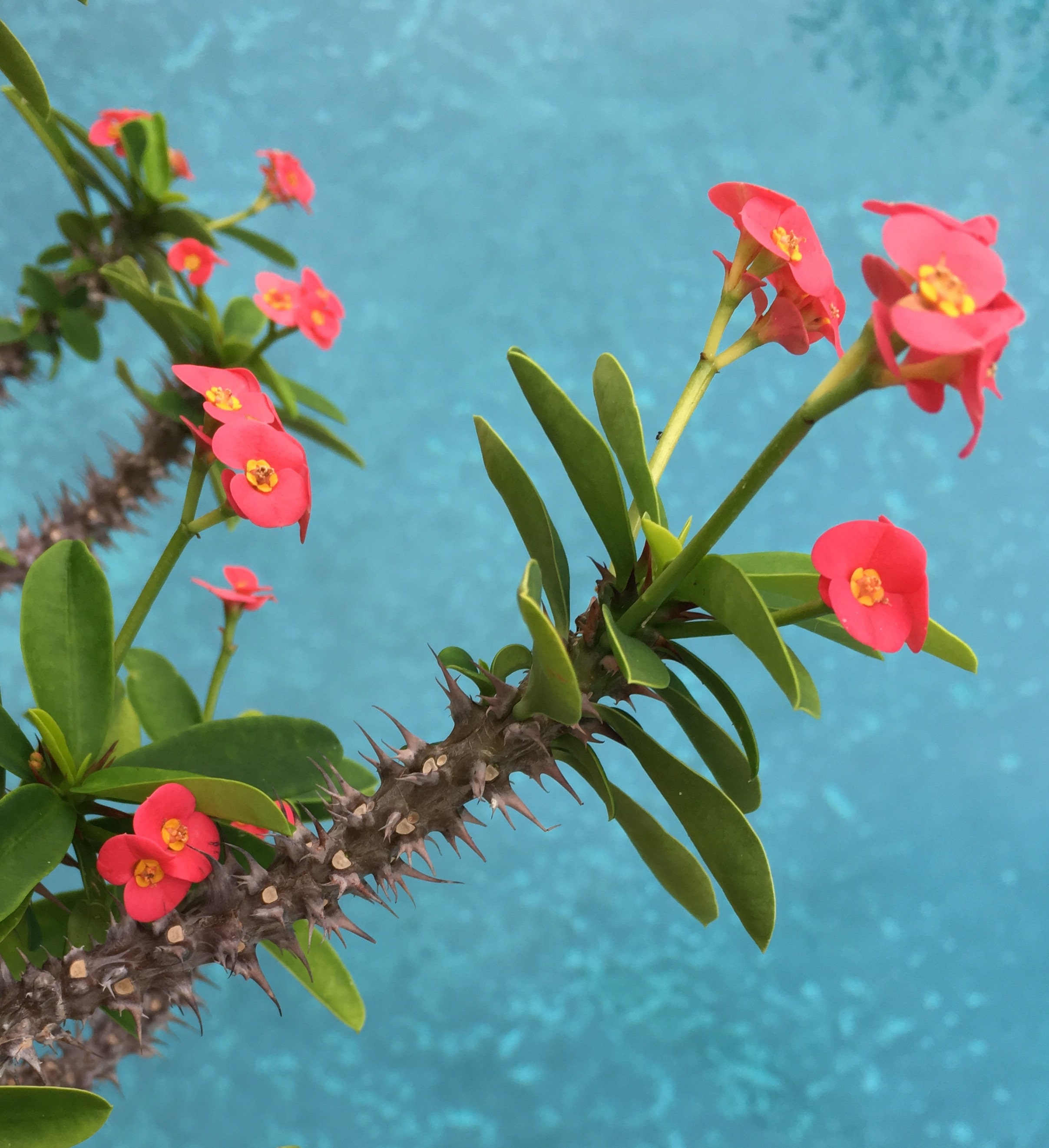 Crown Of Thorns Plant
