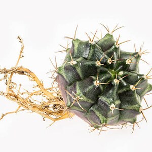 Potting Mix, Stone Mix, 80% Inorganic, Succulent, Cactus - Etsy