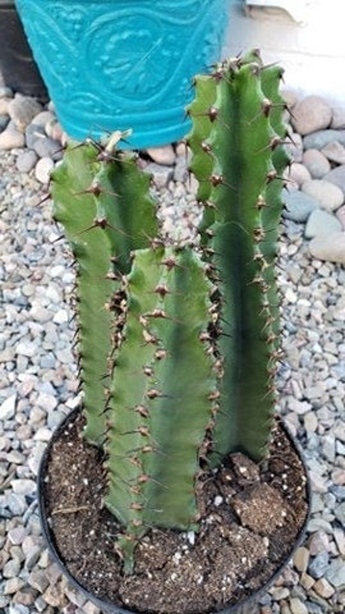 Candelabra Chocolate Drop Ingens Live Plant - Etsy