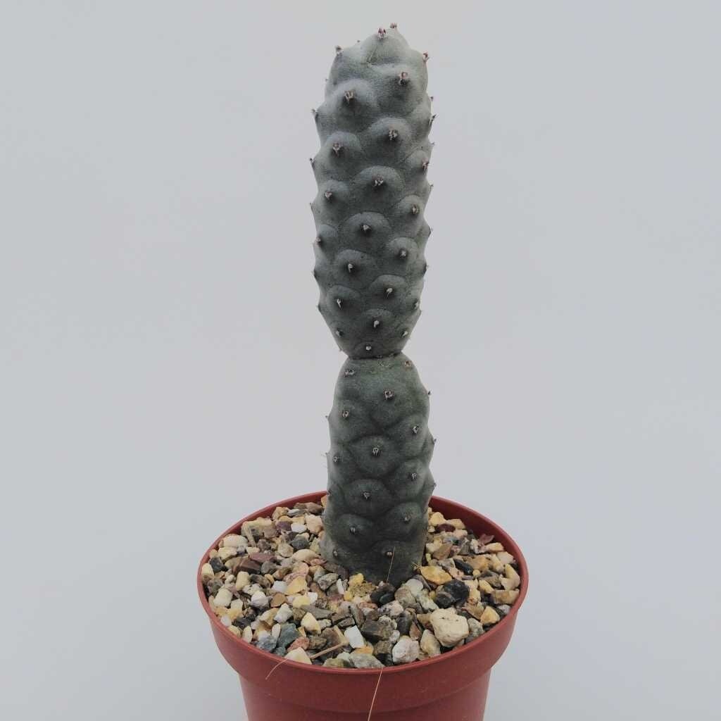 Tephrocactus Articulatus V Inermis Pine Cone Cactus Cactus - Etsy