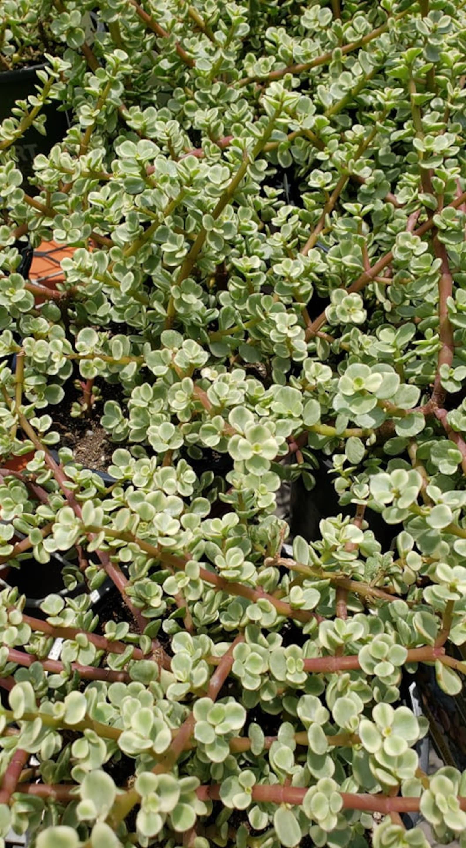 Variegated Elephant Bush Succulent, Portulacaria Afra, Live Plant (1 ...