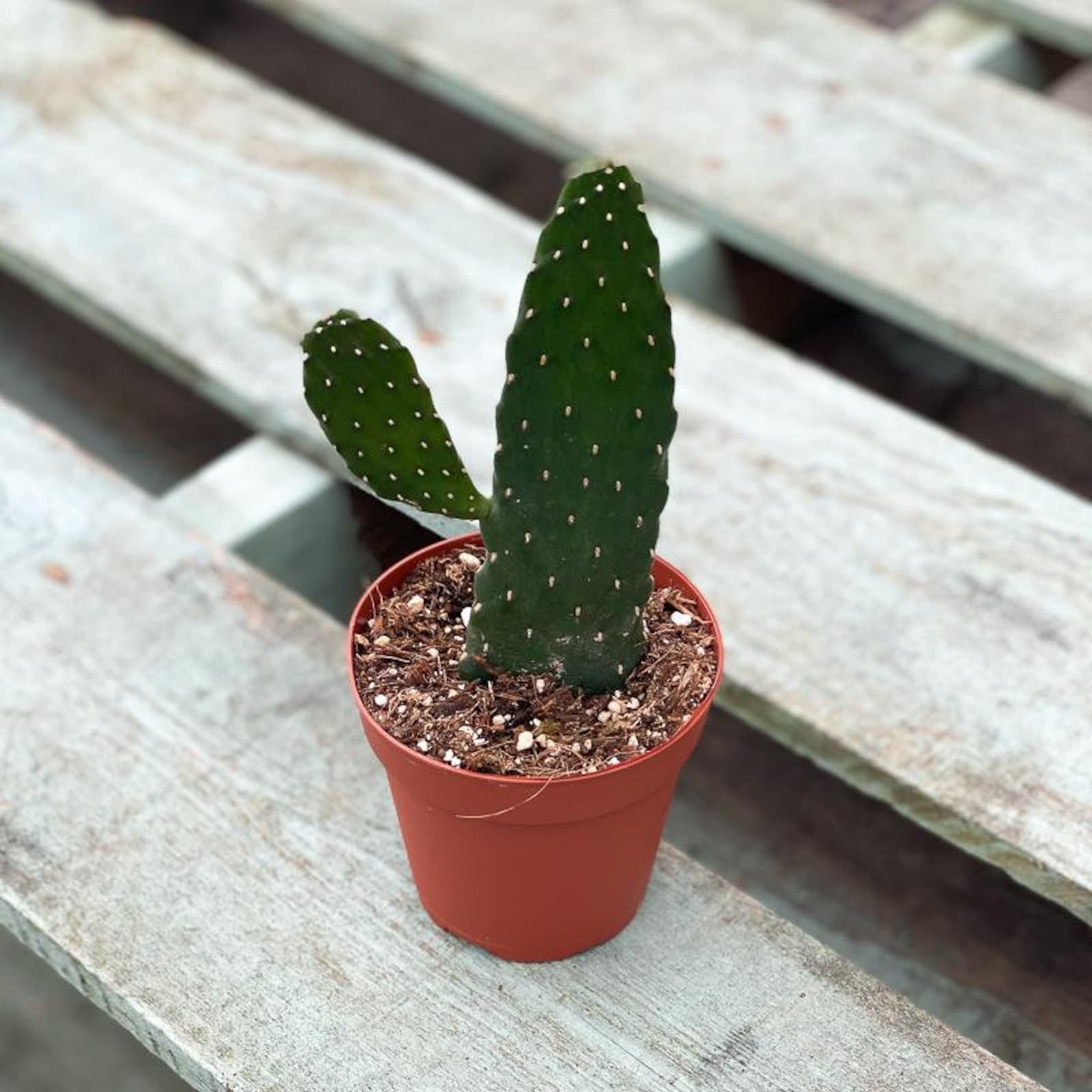Road Kill Cactus, Opuntia Rubescens, Consolea Rubescens, Live Plant ...