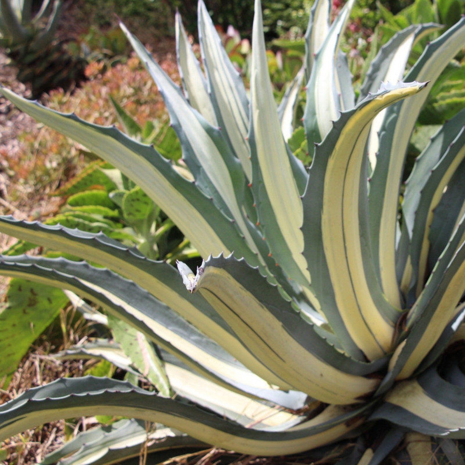 White Stripe Agave RARE, Agave Americana Mediopicta 'alba'. Agave ...