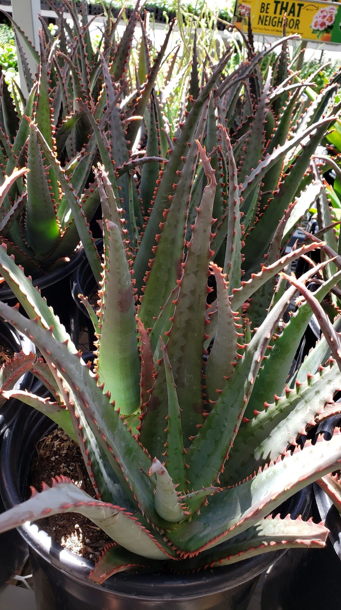 Aloe Divaricata Aloe Diablo Devils Aloe Succulent Cactus - Etsy