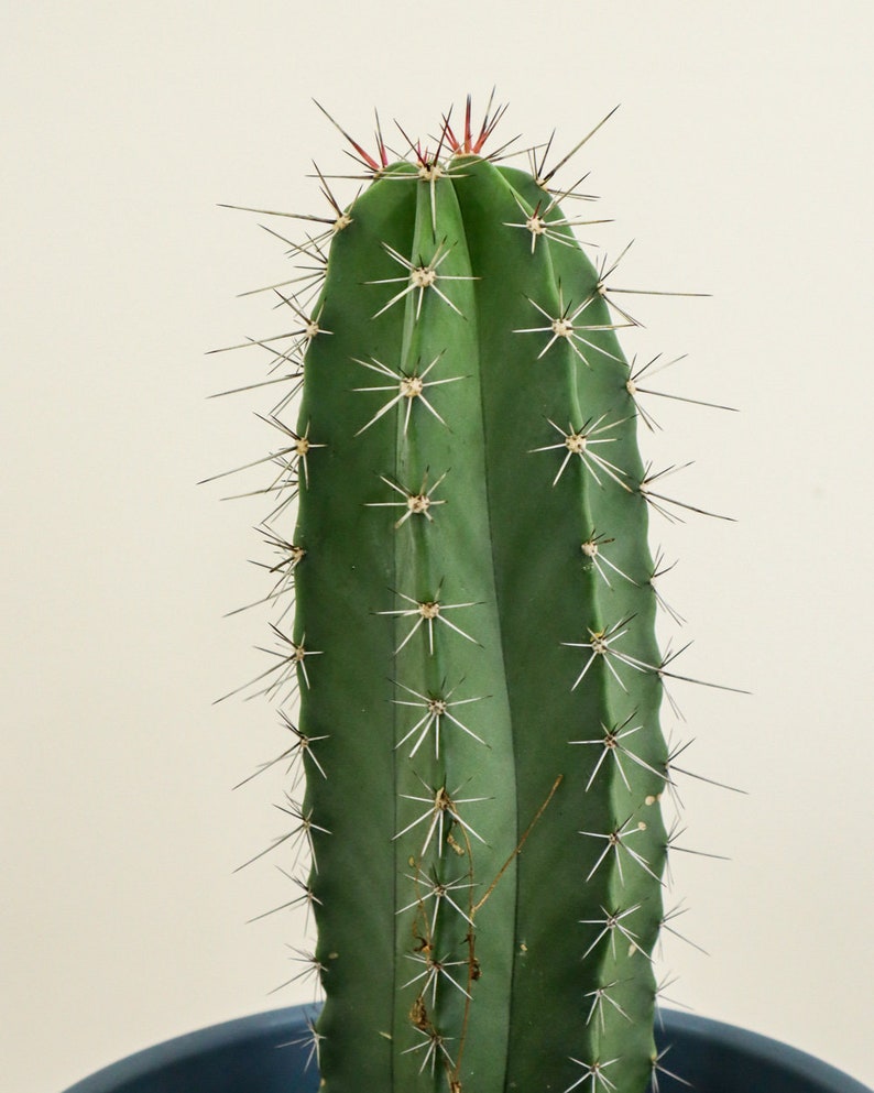 Peruvian Apple Cactus Cereus Repandus Cereus Peruvianus - Etsy