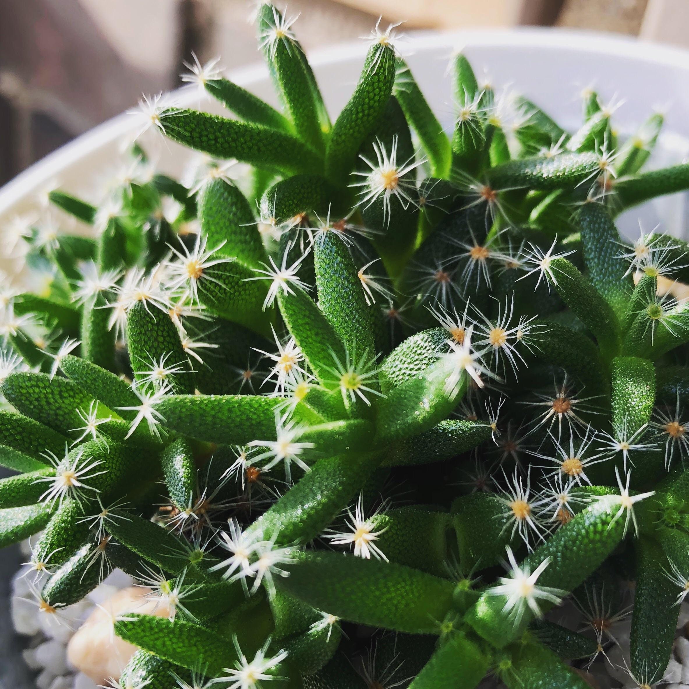 Trichodiadema Densum Mini Desert Rose - Etsy