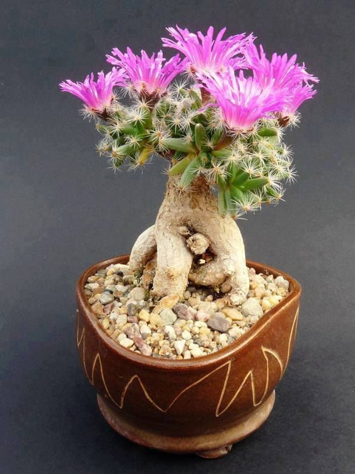 Trichodiadema Densum Mini Desert Rose - Etsy