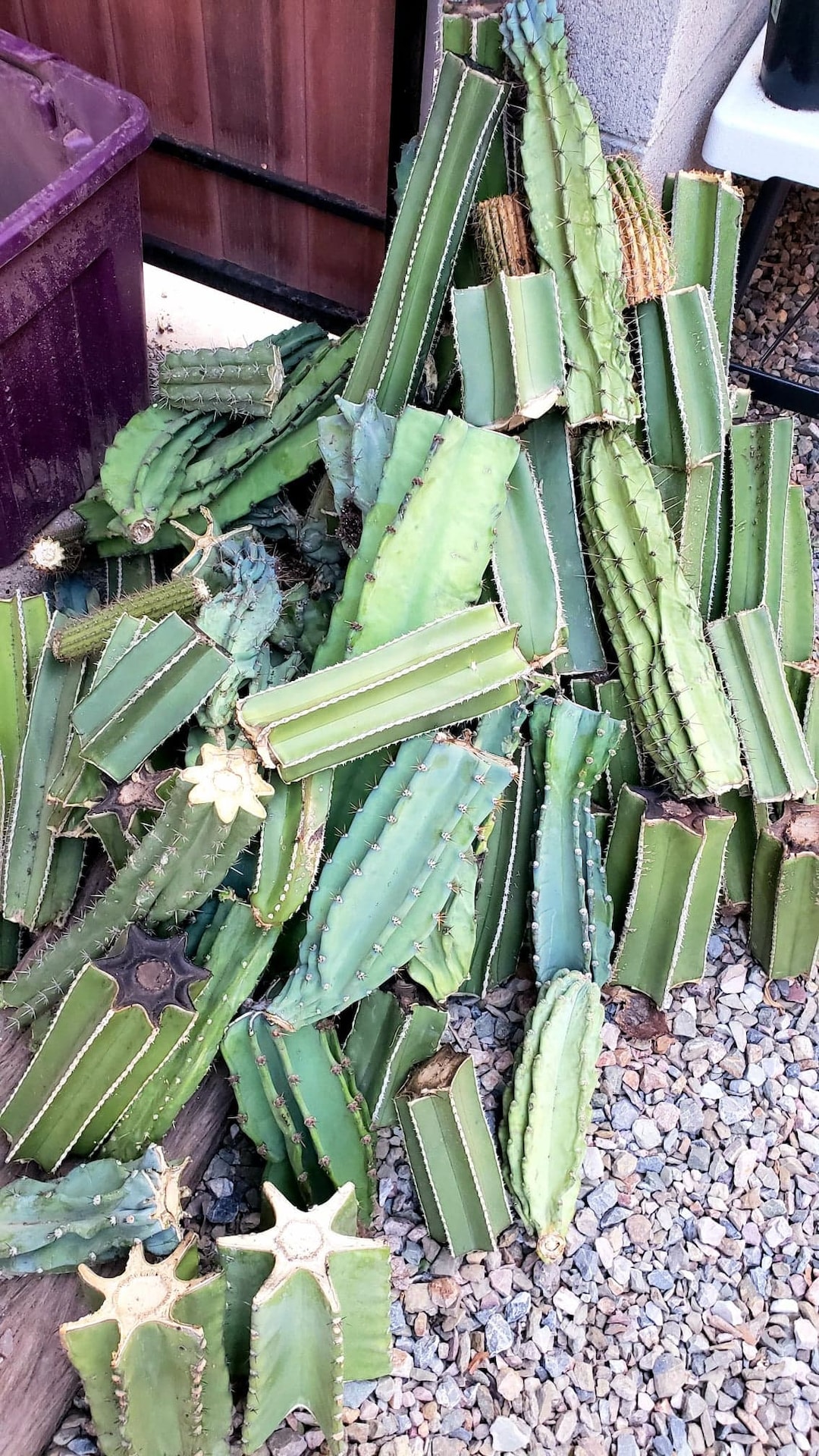 Cactus Cutting – Center Cut Cactus Live Succulent, Cacti Cutting ...