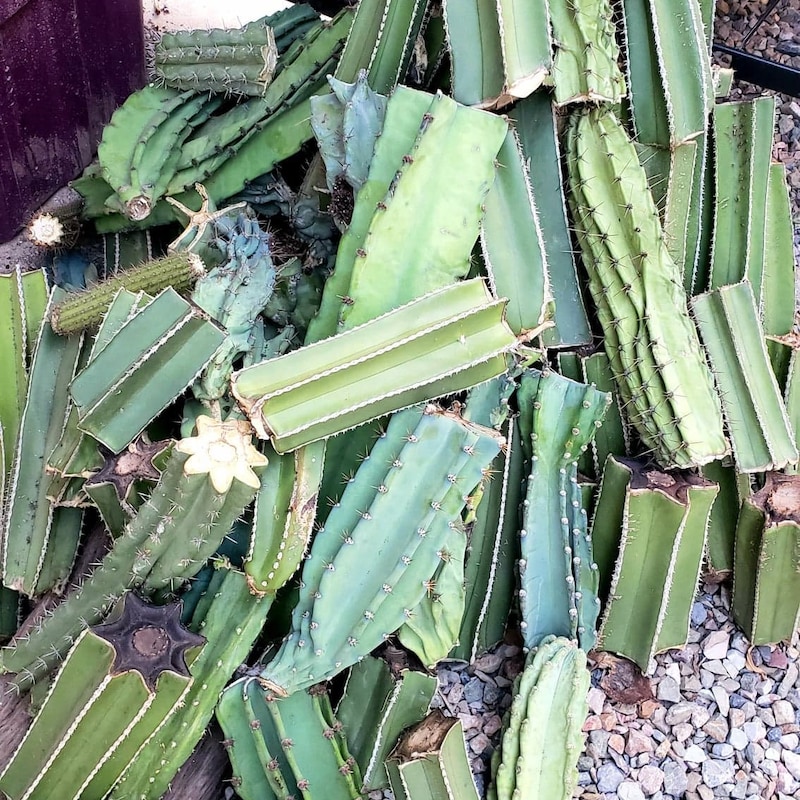 Cactus Cutting - Etsy