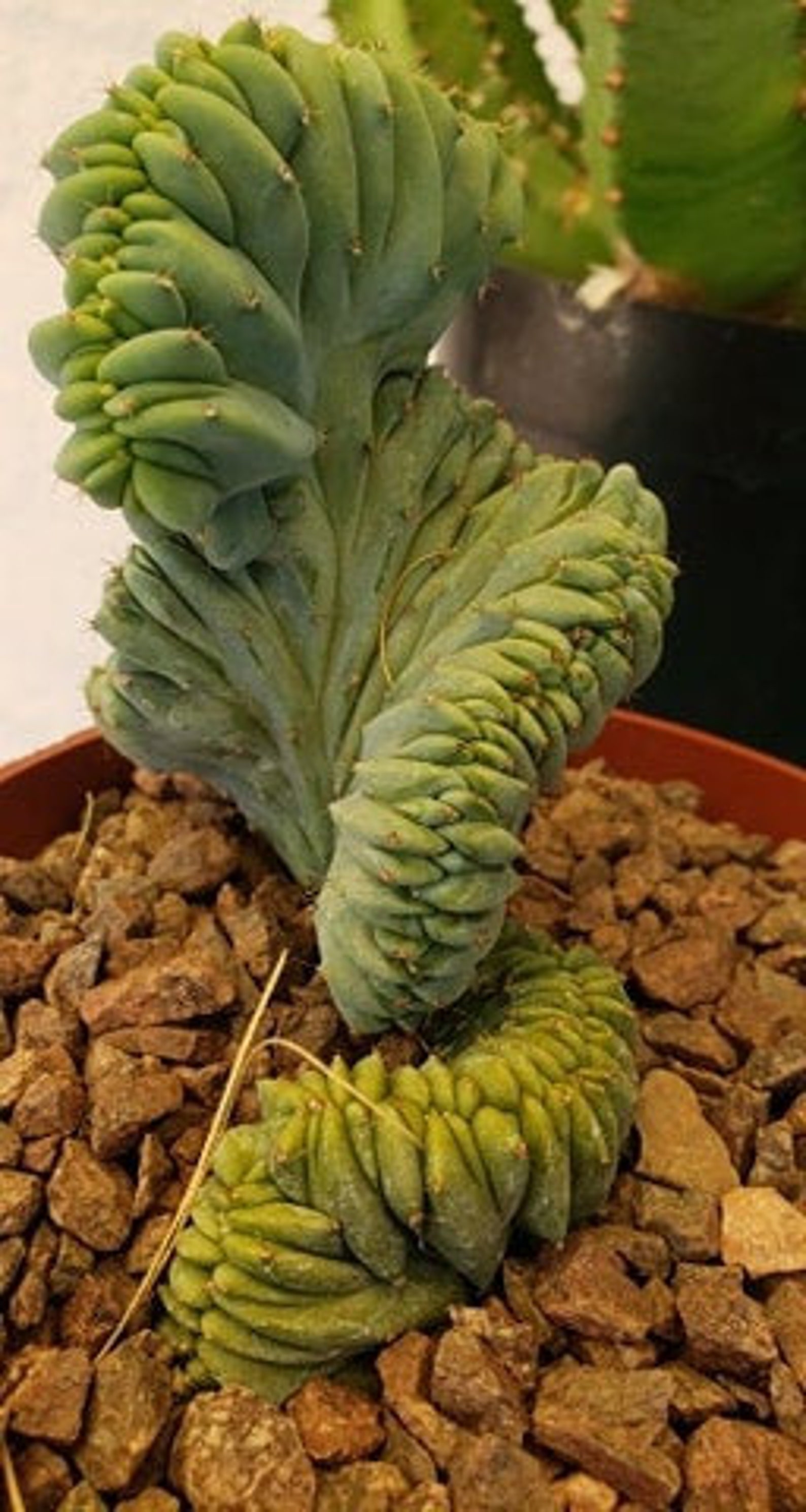 Dinosaur Back Myrtillocactus Geometrizans F. Cristata - Etsy