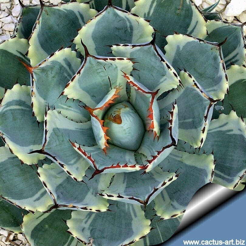 Agave Potatorum Kichiokan
