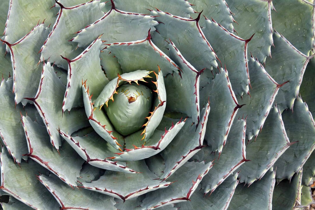 Agave Potatorum, Butterfly Agave, Verschaffelt Agave, Agave, Cactus ...