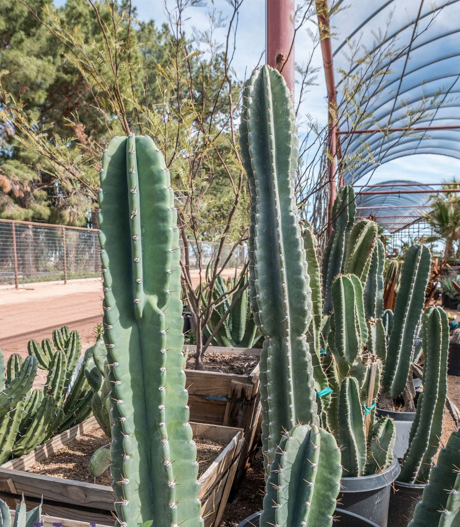 Peruvian Apple Cactus Cereus Repandus Cereus Peruvianus - Etsy