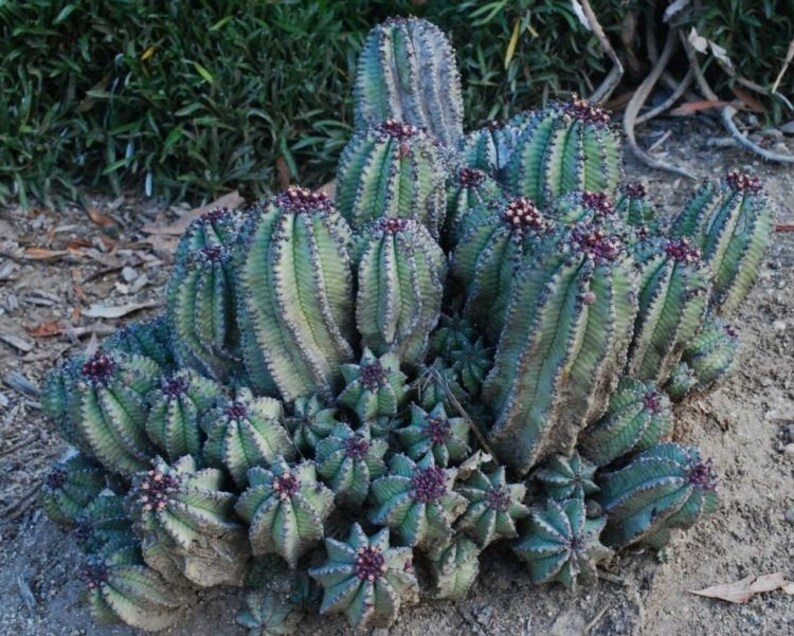 Zipper Plant Anoplia Tanzanian Zipper Plant Cactus - Etsy