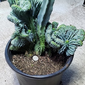 Dinosaur Back (myrtillocactus Geometrizans F. Cristata), Crested Cactus ...