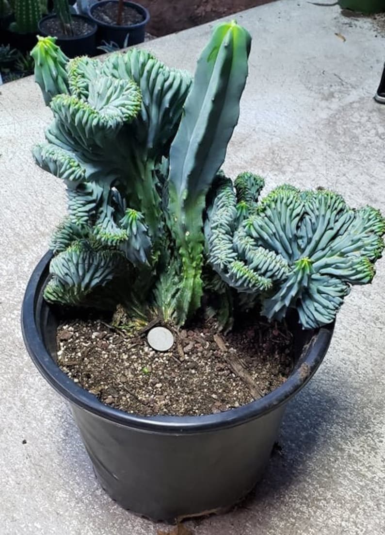 Dinosaur Back Myrtillocactus Geometrizans F. Cristata - Etsy